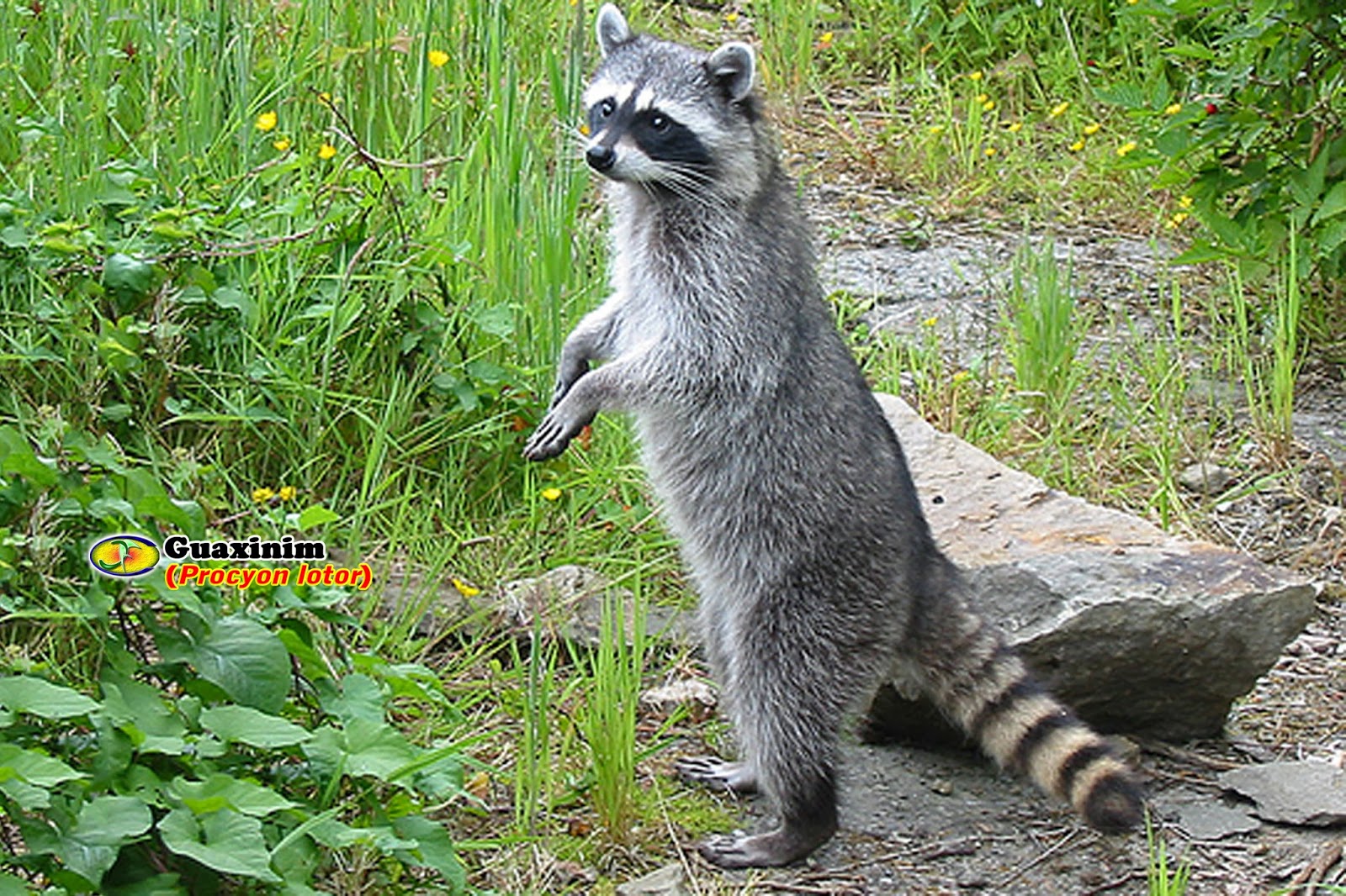 Zoologia: Guaxinim (Procyon lotor)